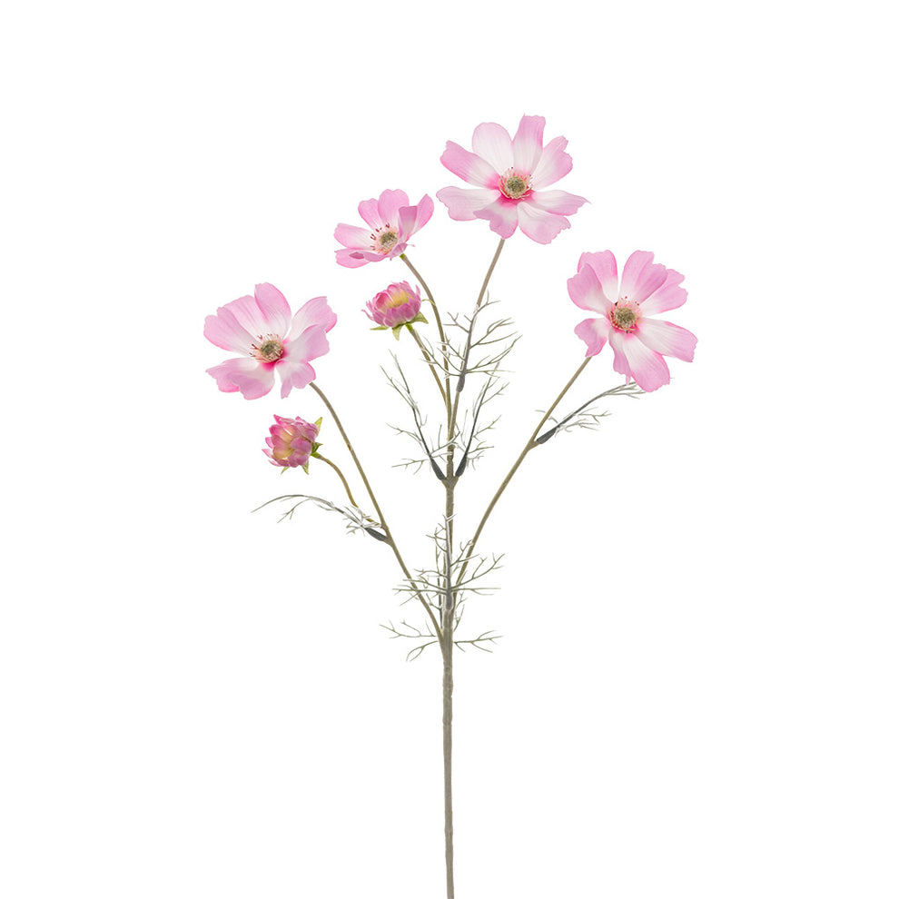 Cosmos Spray Pink 60cm – Star Value