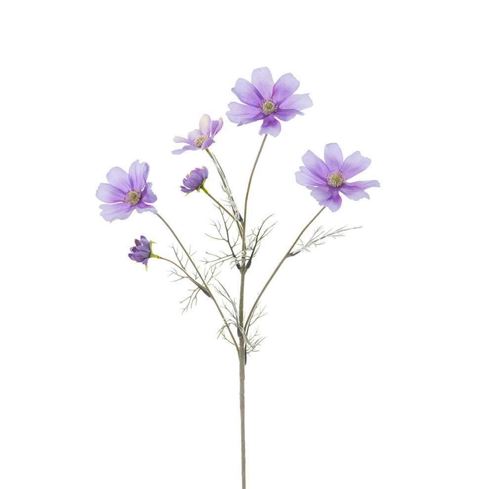 Cosmos Spray Purple 60cm – Star Value